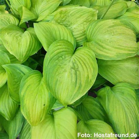 Hosta Guacamole Stauderiket Blogg