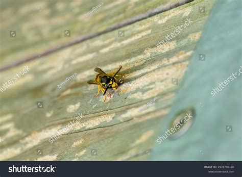 3 237 Wasp Building Nest Images Stock Photos Vectors Shutterstock