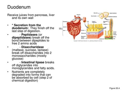Ppt Gastrointestinal System Powerpoint Presentation Free Download