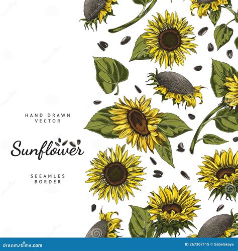 Sunflowers Seamless Border Repeating In Vertical Vector Illustration Isolated Stock Image