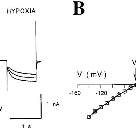 Lack Of Hypoxic Response In Tc Neurons Preincubated With Botulinum