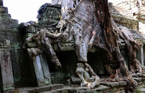 history ancient stones trees roots nature walls temples past