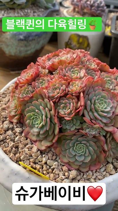 슈가베이비 슈가베이비자연군생 블랙퀸다육힐링 블랙퀸유튜브 슈가베이비사랑 Youtube
