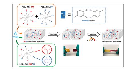 Dual Crosslinked Degradable Elastomeric Networks With Self Healing