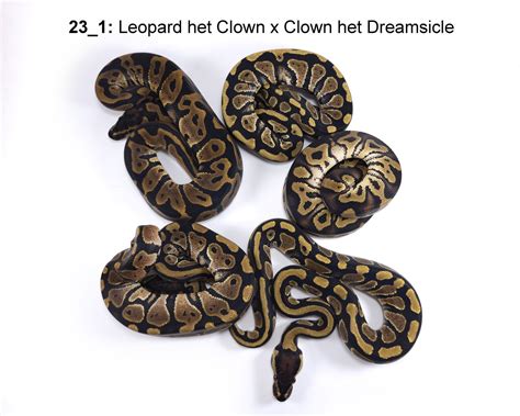 Ball Python Clutch 231 By Crescent Serpents Morphmarket