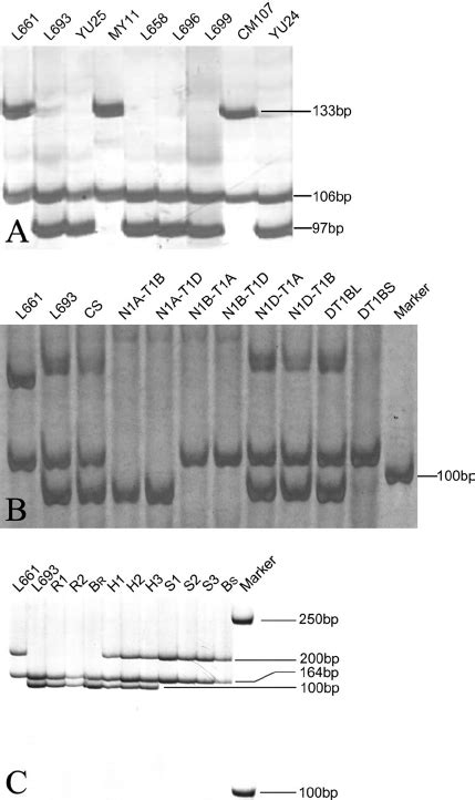Identification Of Polymorphism Between Stripe Rust Resistant And Stripe Download Scientific
