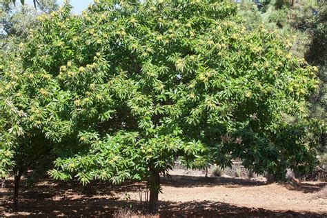 Chestnut Tree Growing Guides Tips And Information Gardeners Path