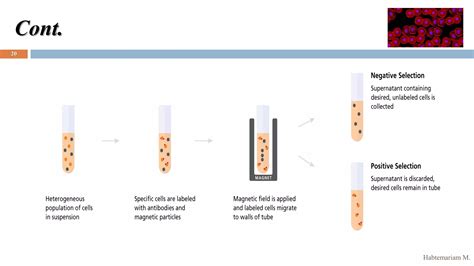 Cell Sorting Techniques Pptx