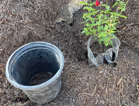 Gopher Barrier Gopher Wire Baskets Small Up To 3 Gallon 5 Pack