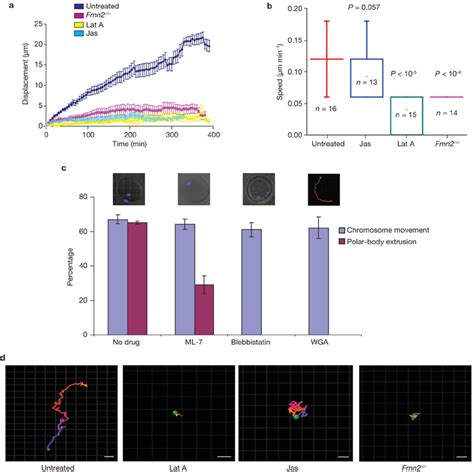 Testing The Requirement For Actin Polymerization Depolymerization And Download Scientific