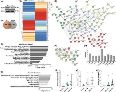 Global Transcriptomic Networks Regulated By Fubp3 Gene A Download Scientific Diagram