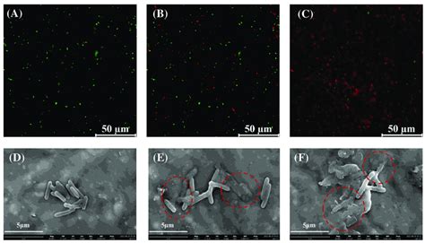 Fluorescence Microscope And Scanning Electron Microscopic Sem Download Scientific Diagram