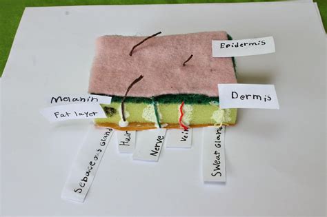 You Want To Learn About What Human Anatomy Skin