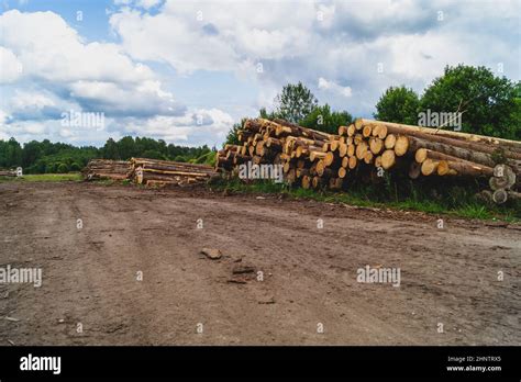Wooden Logs In The Forest Chopped Tree Logs Stack Nature Landscape