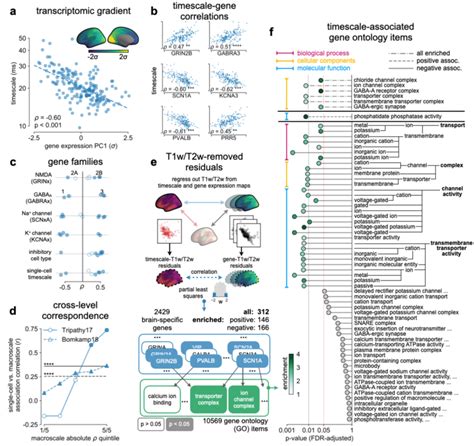 Timescale Gradient Is Linked To Expression Of Genes Related To