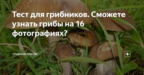 Тест для грибников Сможете узнать грибы на 16 фотографиях грибной критик Дзен