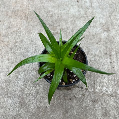 Dyckia Naked Lady Succulentes Plantearium Serres Lavoie