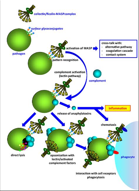 Figure 1 From The Influence Of The Lectin Pathway Of Complement