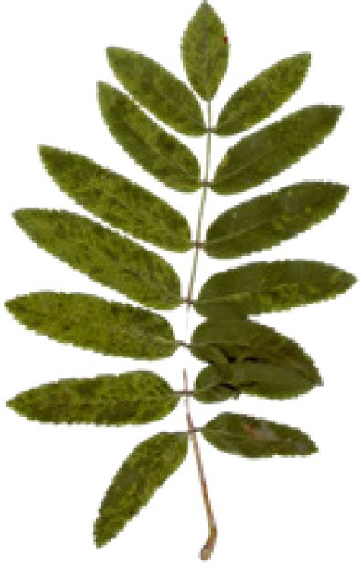 A Multi Division Convolutional Neural Network Based Plant Identification System PeerJ