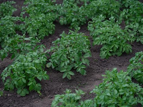 Growing Potatoes In The Home Garden Yard And Garden