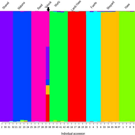 Admixture Analysis Barplots For K 8 Showing The Genetic Relationships