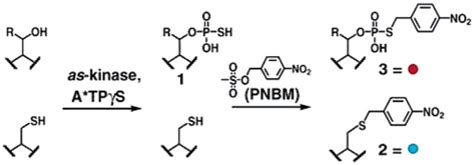 Bio Orthogonal Affinity Purification Of Direct Kinase Substrates Pmc