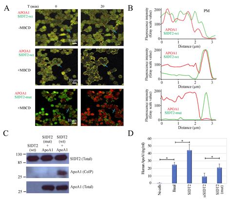 Sidt2 Associates With Apolipoprotein A1 Apoa1 And Facilitates Apoa1