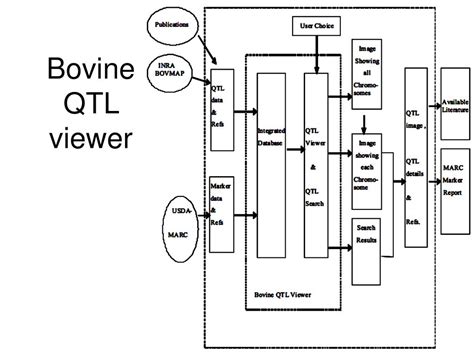 ppt tamu bovine qtl db and viewer powerpoint presentation free