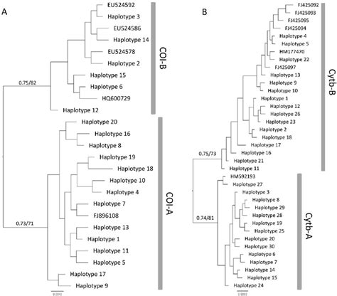 Consensus Tree Consensus Tree Of 20000 Sampled Trees From The Download Scientific Diagram