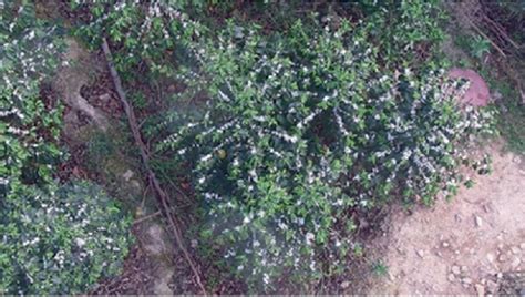 Coffee Flower Identification Using Binarization Algorithm Based On