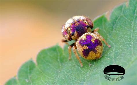 Simaetha Jumping Spider Irura Bidenticulata For Sale My Home Nature