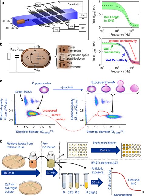 Principle Of Rapid Impedance Based Antimicrobial Susceptibility Download Scientific Diagram