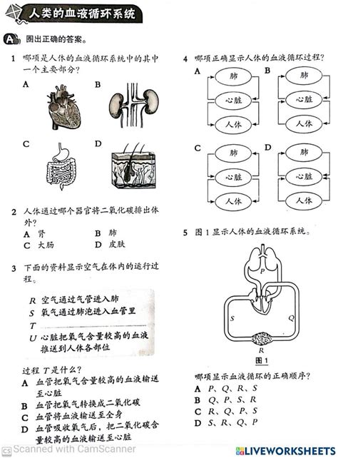 5年级单元2：人体的血液循环系统2 Online Exercise For Live Worksheets