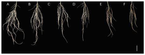 Transcriptome Sequencing Analysis Of Root In Soybean Responding To Mn