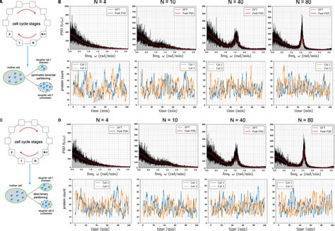 Cell Cycle Induced Oscillation In Gene Expression We Model The