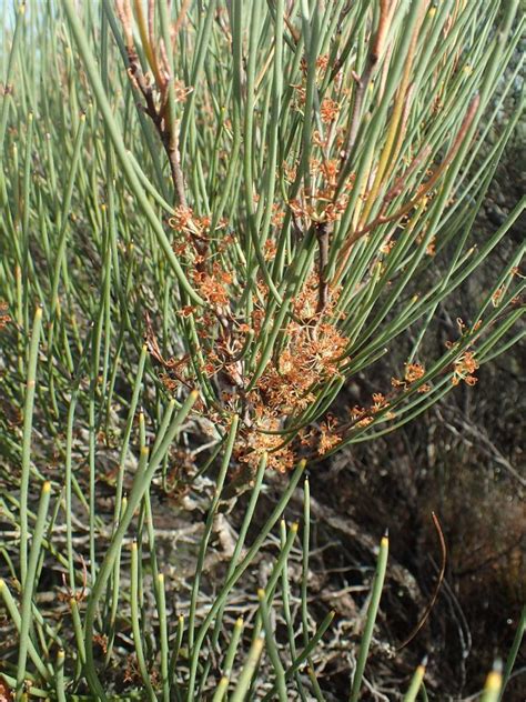 Hakea Bicornata In 50mm Forestry Tube Trigg Plants