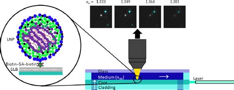 Figure 59 From Multiparametric Optical Characterization Of Biological