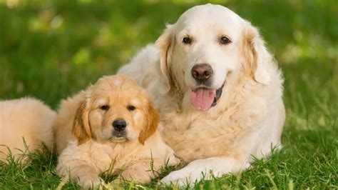 Golden Retriever Moms Pure Happiness Over Cuddling New Puppies Is