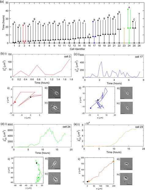 Single Cell Behaviour In The Absence Of Cell Tracer A The Timelines Download Scientific