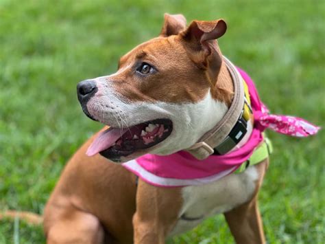 Doggy Day Out – Humane Animal Partners