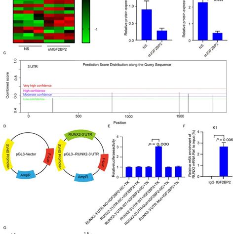 Runx2 Is A Potential Target Of Igf2bp2 A Heatmap Of Differentially