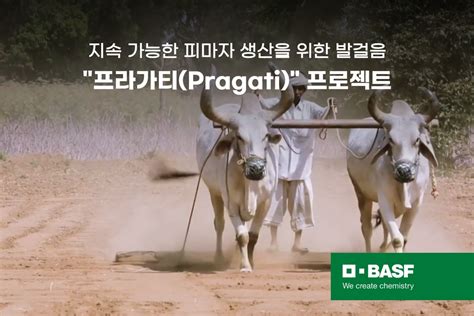 Basf 바스프가 진행하는 지속 가능한 피마자 생산을 위한 프라가티pragati” 프로젝트