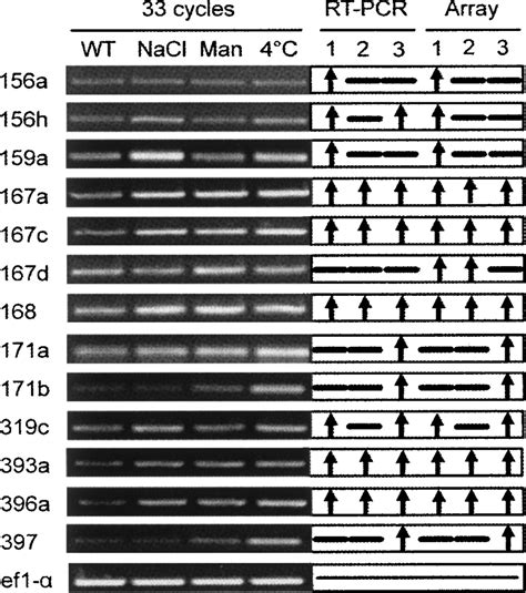 Microarray Based Analysis Of Stress Regulated MicroRNAs In Arabidopsis Thaliana