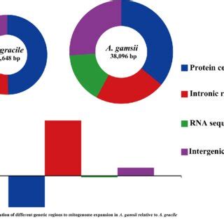 The Protein Coding Intronic Intergenic And RNA Gene Region Download Scientific Diagram