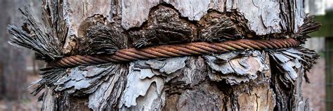 Loving Your Tree To Death Girdling Bridging The Gap