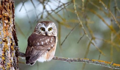 20 Popular Types Of Owls With Pictures And Identification