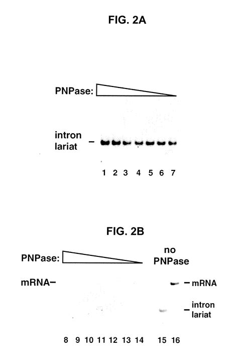 Methods For Analyzing Lariat Rna Eureka Patsnap
