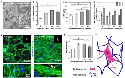 Figure 2 From Carbon Nanotube Embedded Hydrogel Sheets For Engineering Cardiac Constructs And
