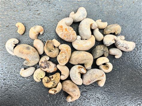 Small Fossilized Shells Rfossils