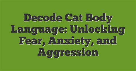 Decode Cat Body Language Unlocking Fear Anxiety And Aggression